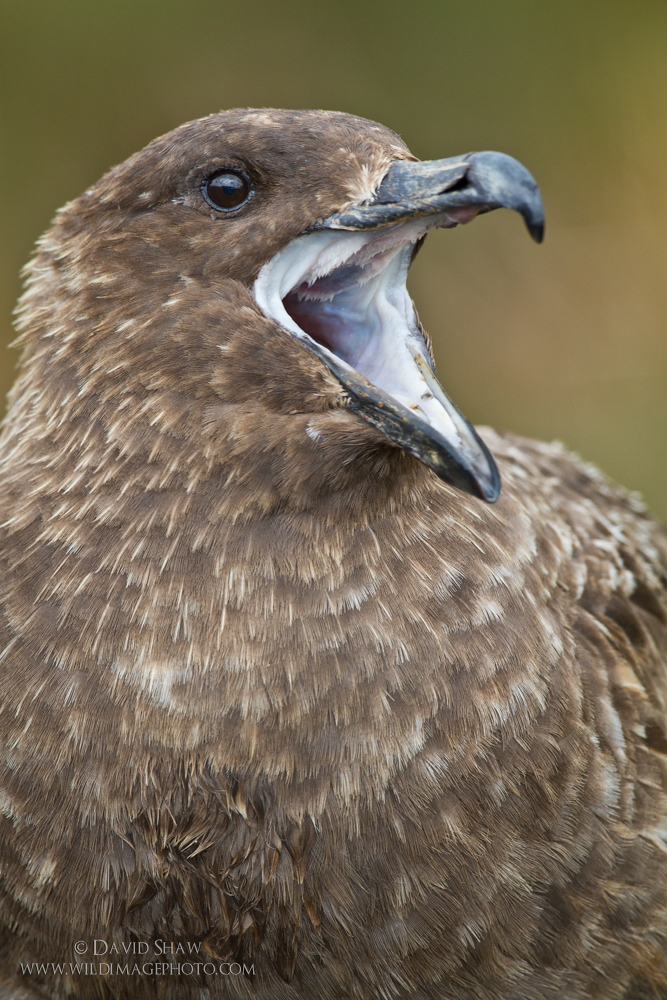 Skuas: The Awesome Avian Jerks of the Southern Ocean – Wild Imagination ...